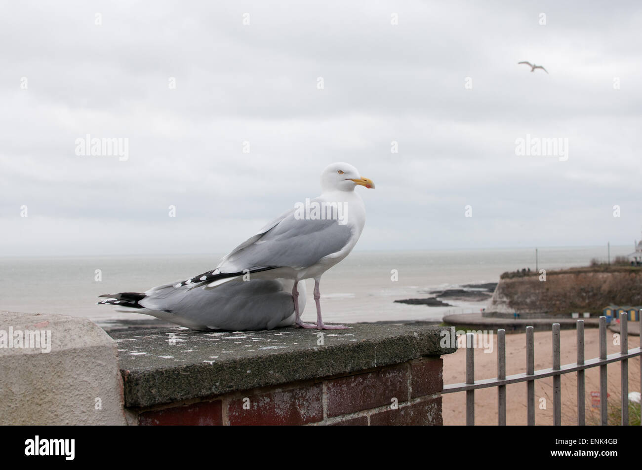 Kent coastal birds hi-res stock photography and images - Alamy