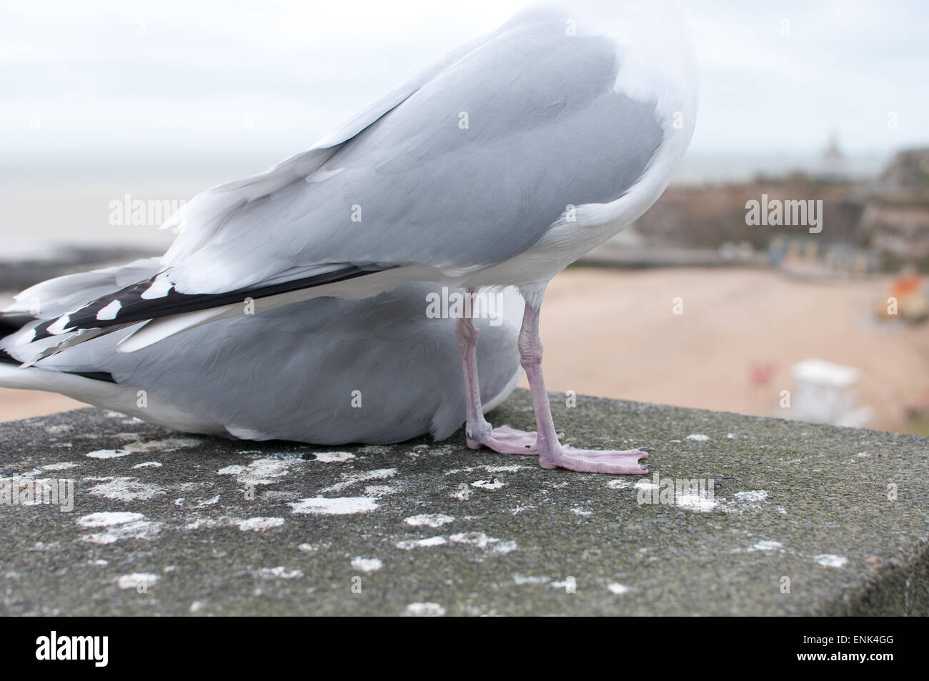 Seagull feet hi-res stock photography and images - Alamy