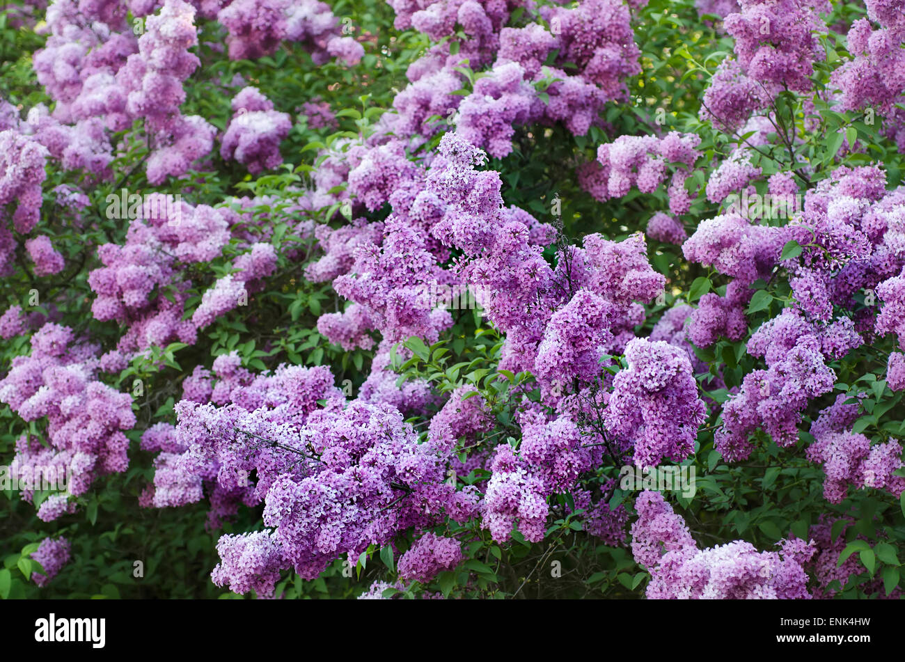 Spring lilac flowers Stock Photo - Alamy
