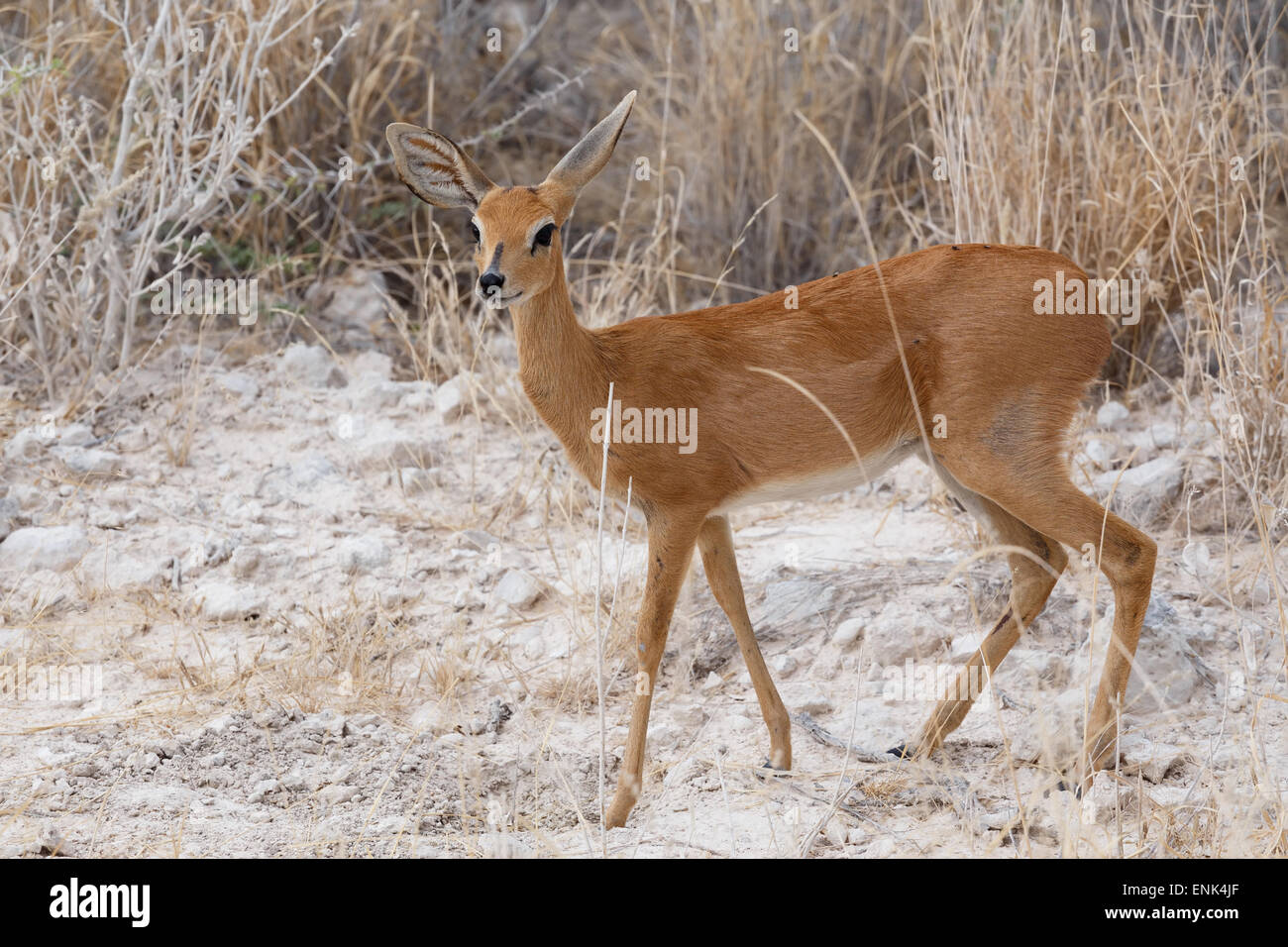 small Steenbok in african bush, Etosha National Park, Namibia Stock ...