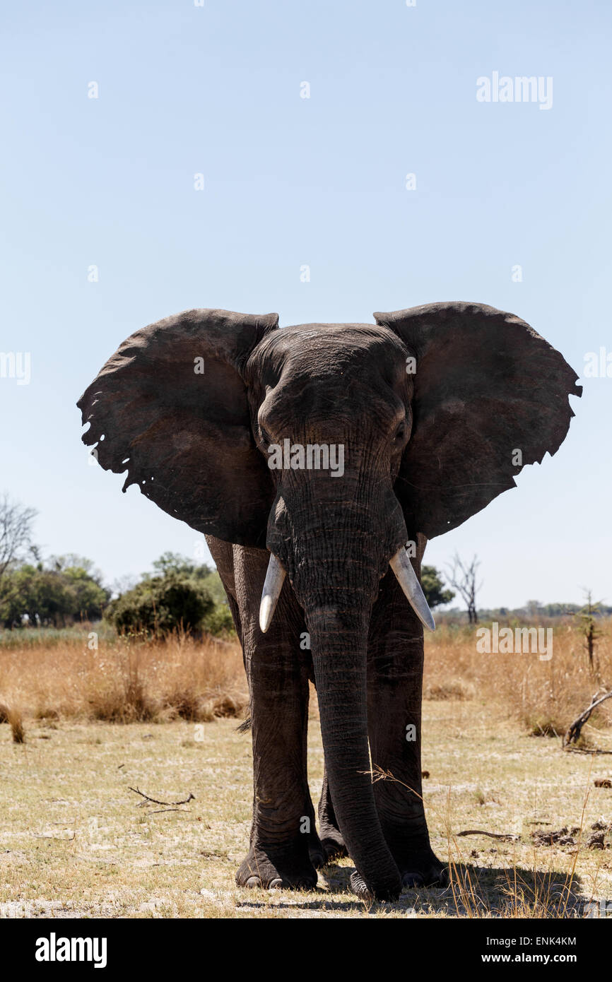 Kavango elephant hi-res stock photography and images - Alamy