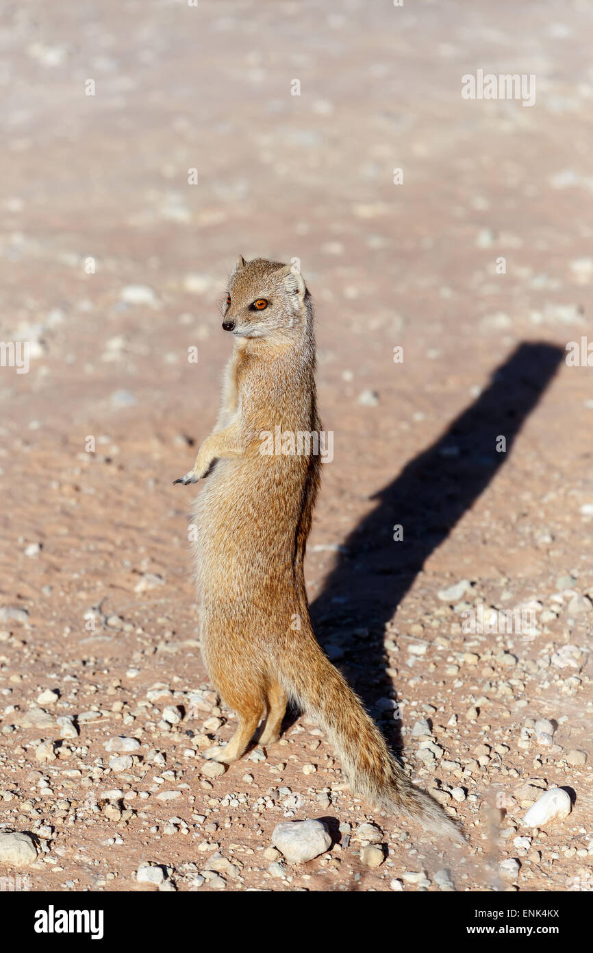 standing Yellow mongoose (Cynictus penicillata), Kalahari desert, South ...