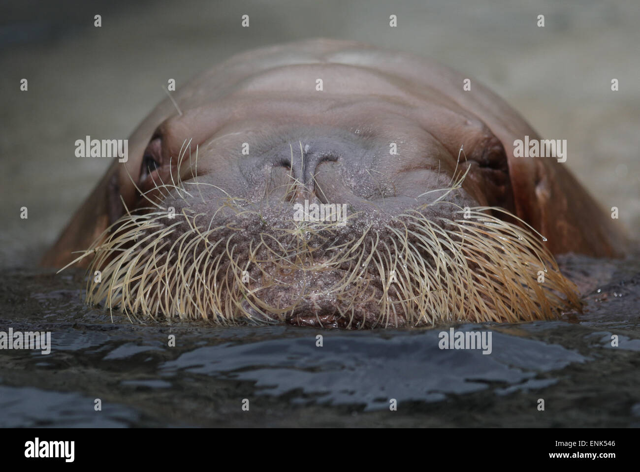 Hamburg, Germany. 07th May, 2015. A walrus swims in its enclosure at ...