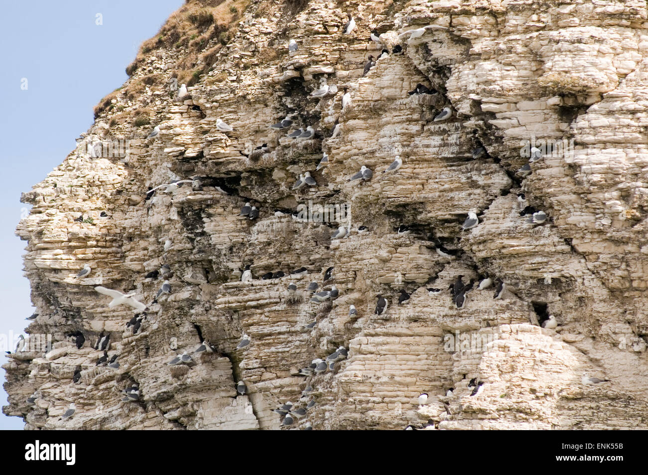 Sea gulls nesting hi-res stock photography and images - Alamy