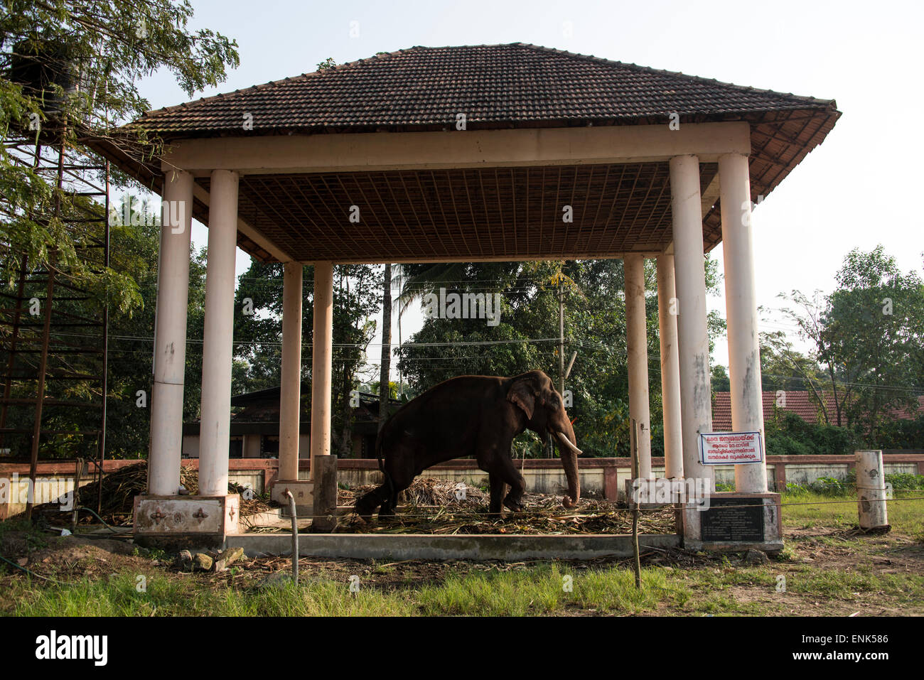 A distressed bellowing chained Asian bull elephant with tusk is highly ...