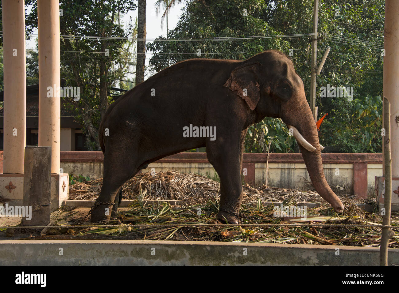 A distressed bellowing chained Asian bull elephant with tusk is highly ...