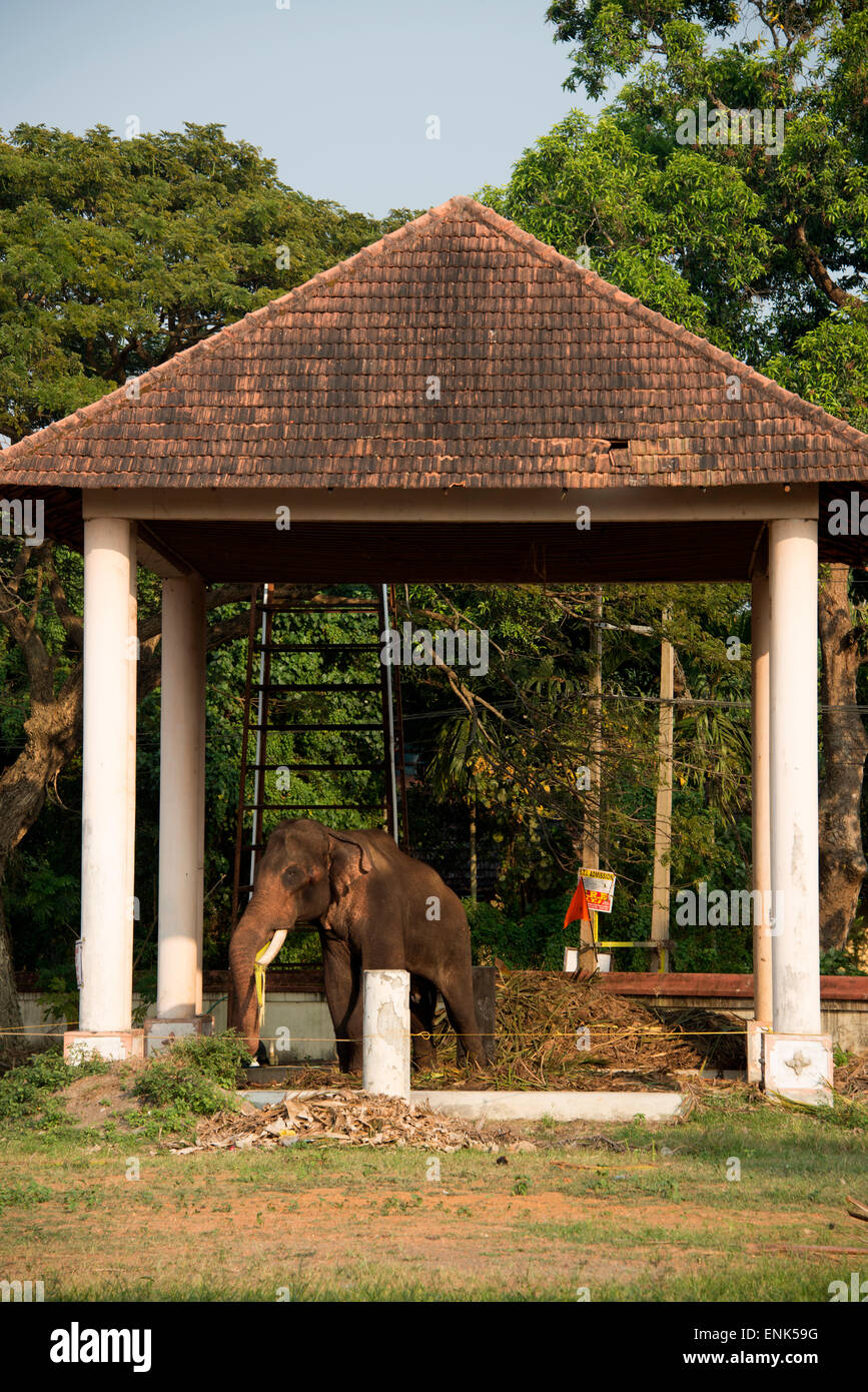 A chained distressed bellowing Asian bull elephant is highly prized and ...