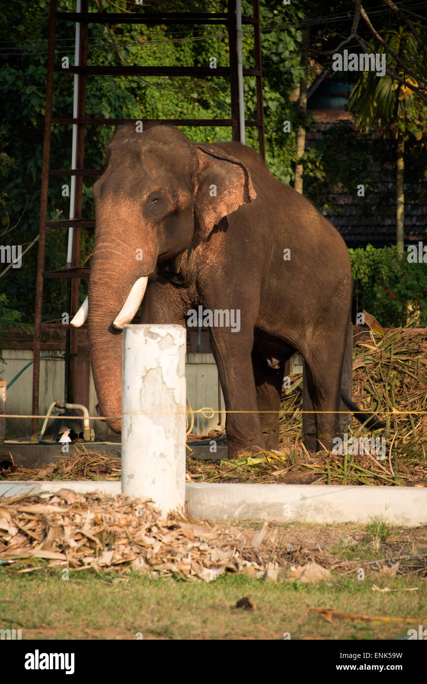 A distressed bellowing chained Asian bull elephant with tusk is highly ...
