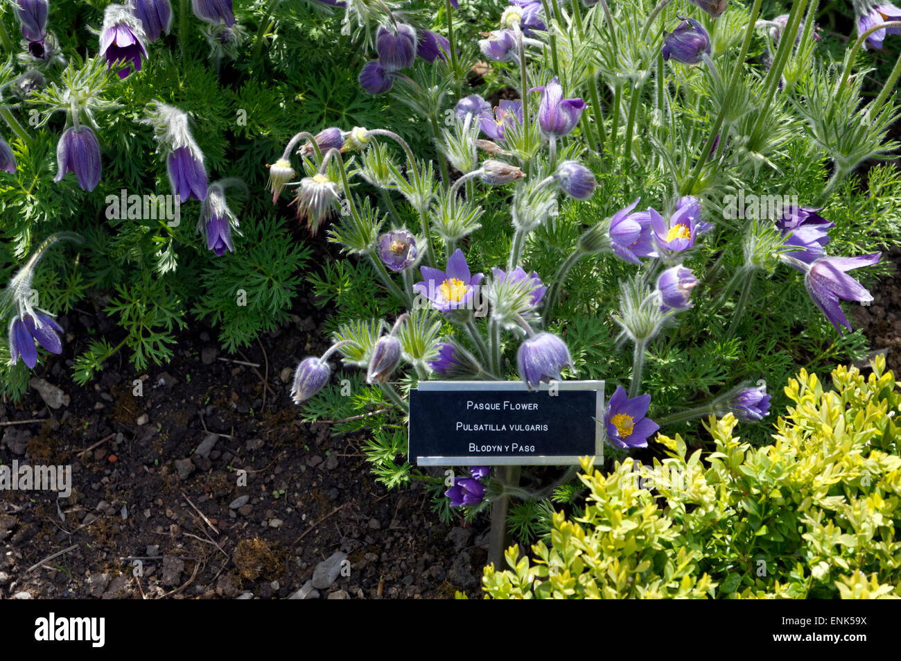Pasque Flower pulsatilla vulgaris, Physic Garden, Cowbridge, Vale of ...