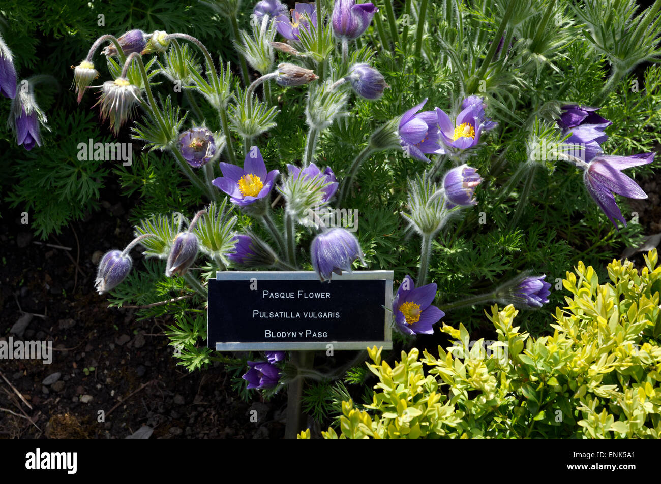 Pasque Flower pulsatilla vulgaris, Physic Garden, Cowbridge, Vale of ...