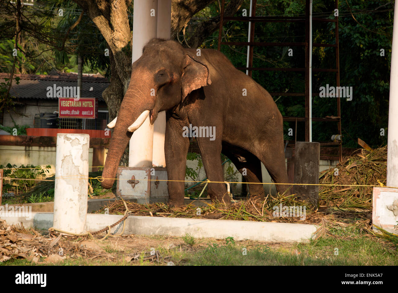 A distressed bellowing chained Asian bull elephant with tusk is highly ...