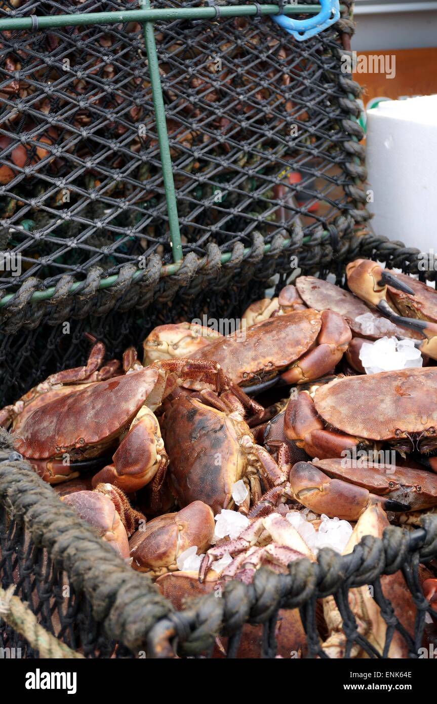Scottish crabs hi-res stock photography and images - Alamy