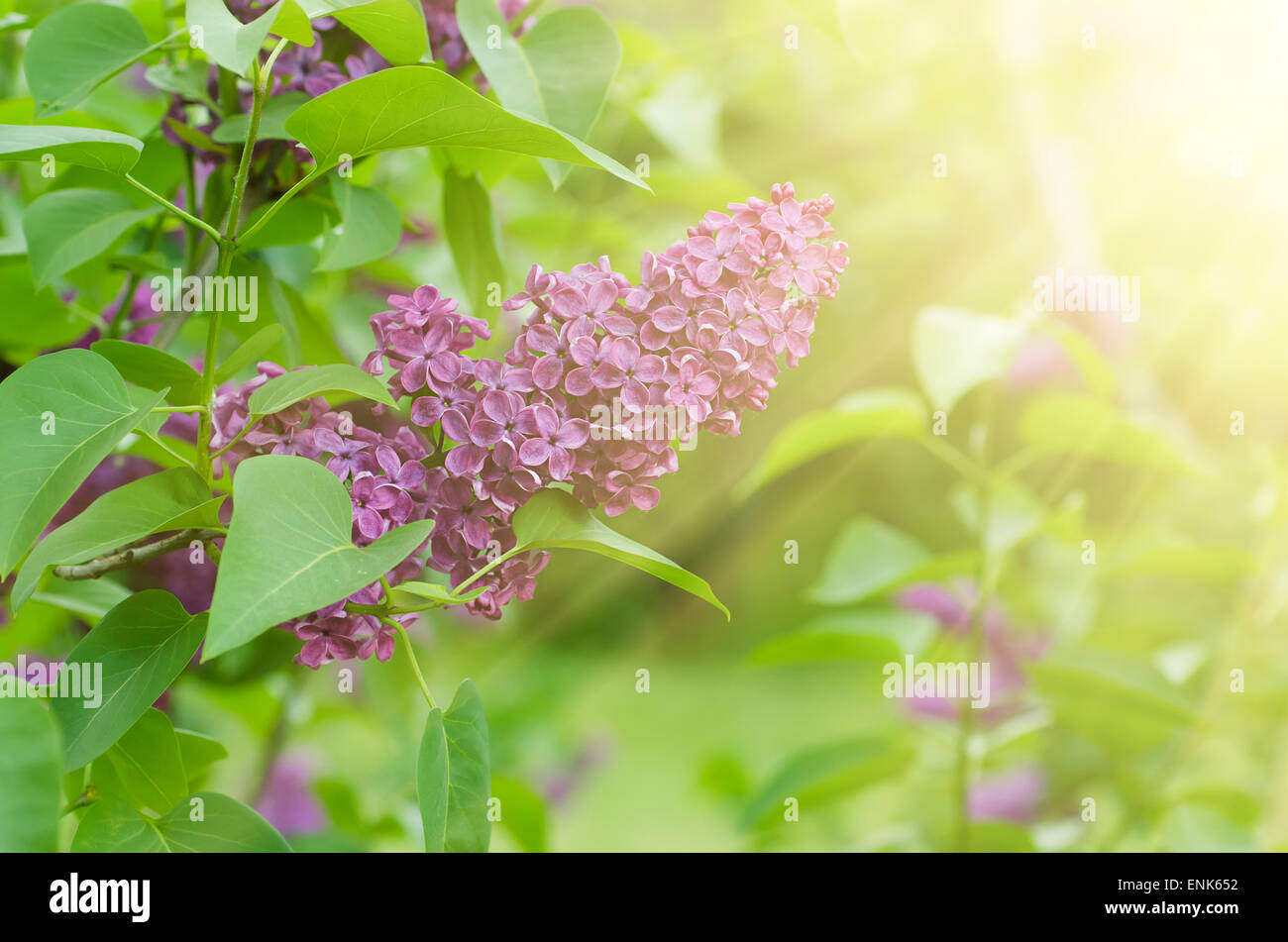 Branch of lilac flowers Stock Photo - Alamy