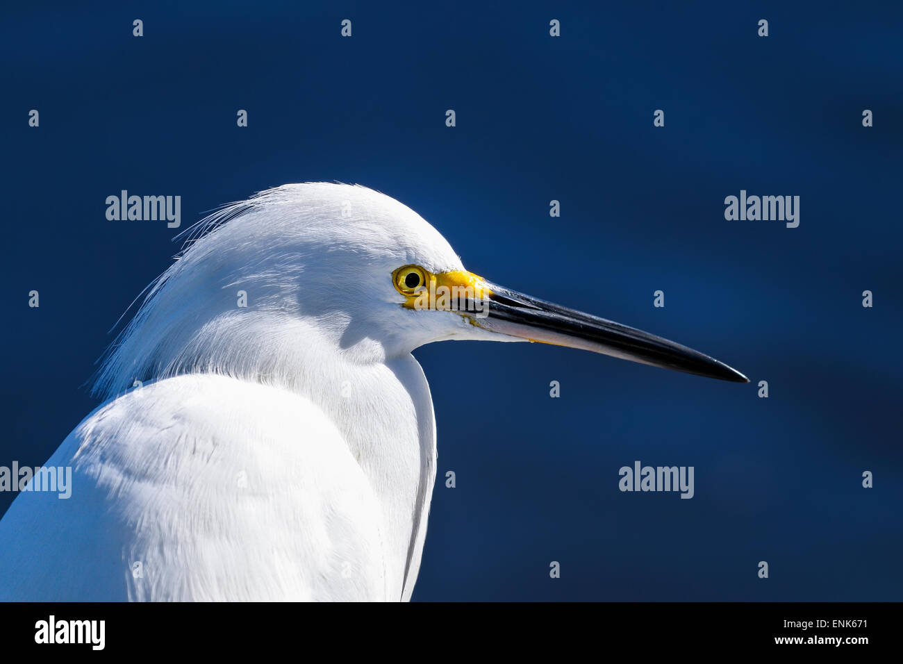 snowy egret, egretta thula Stock Photo - Alamy