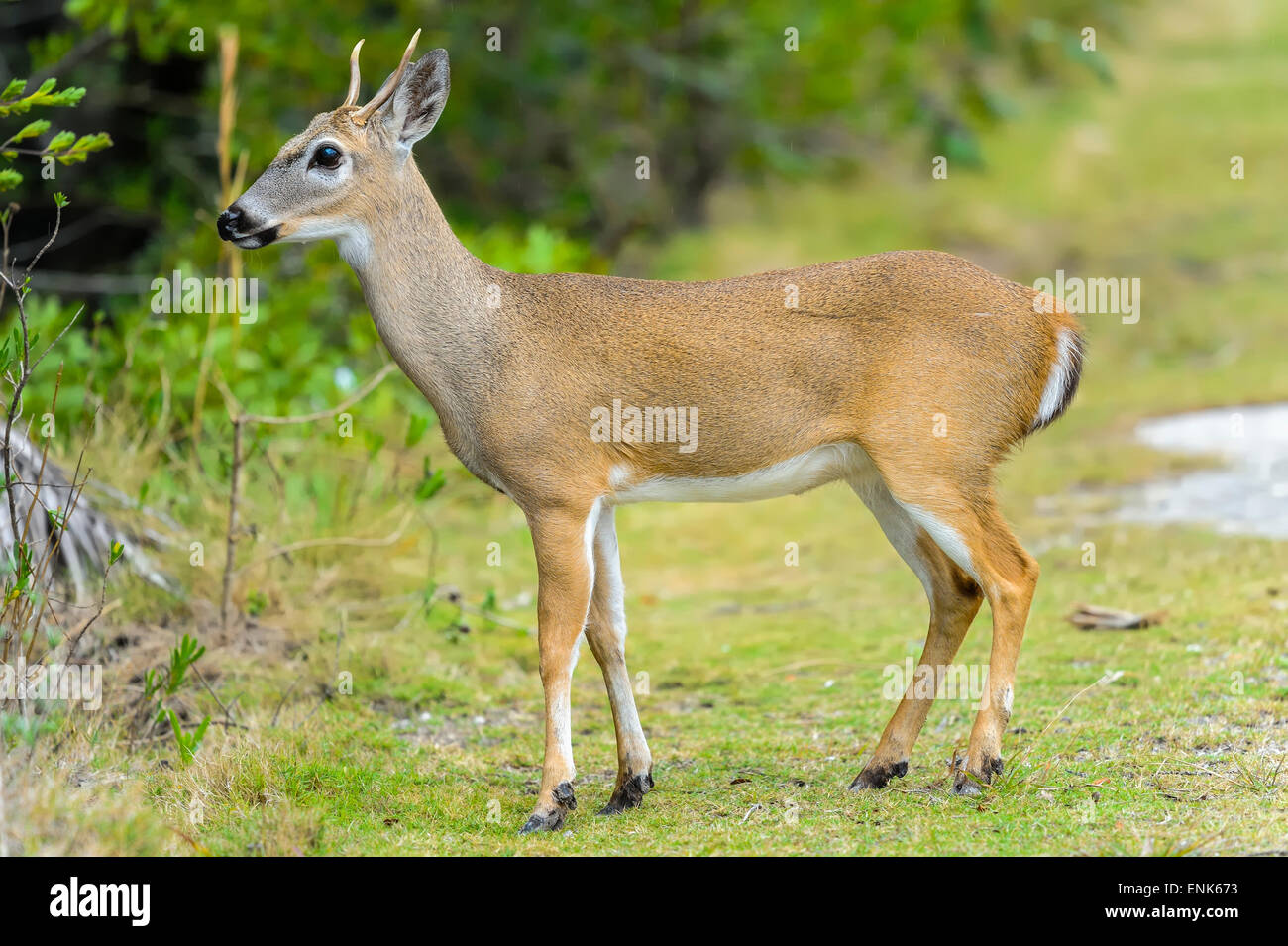 Virginianus odocoileus hi-res stock photography and images - Alamy