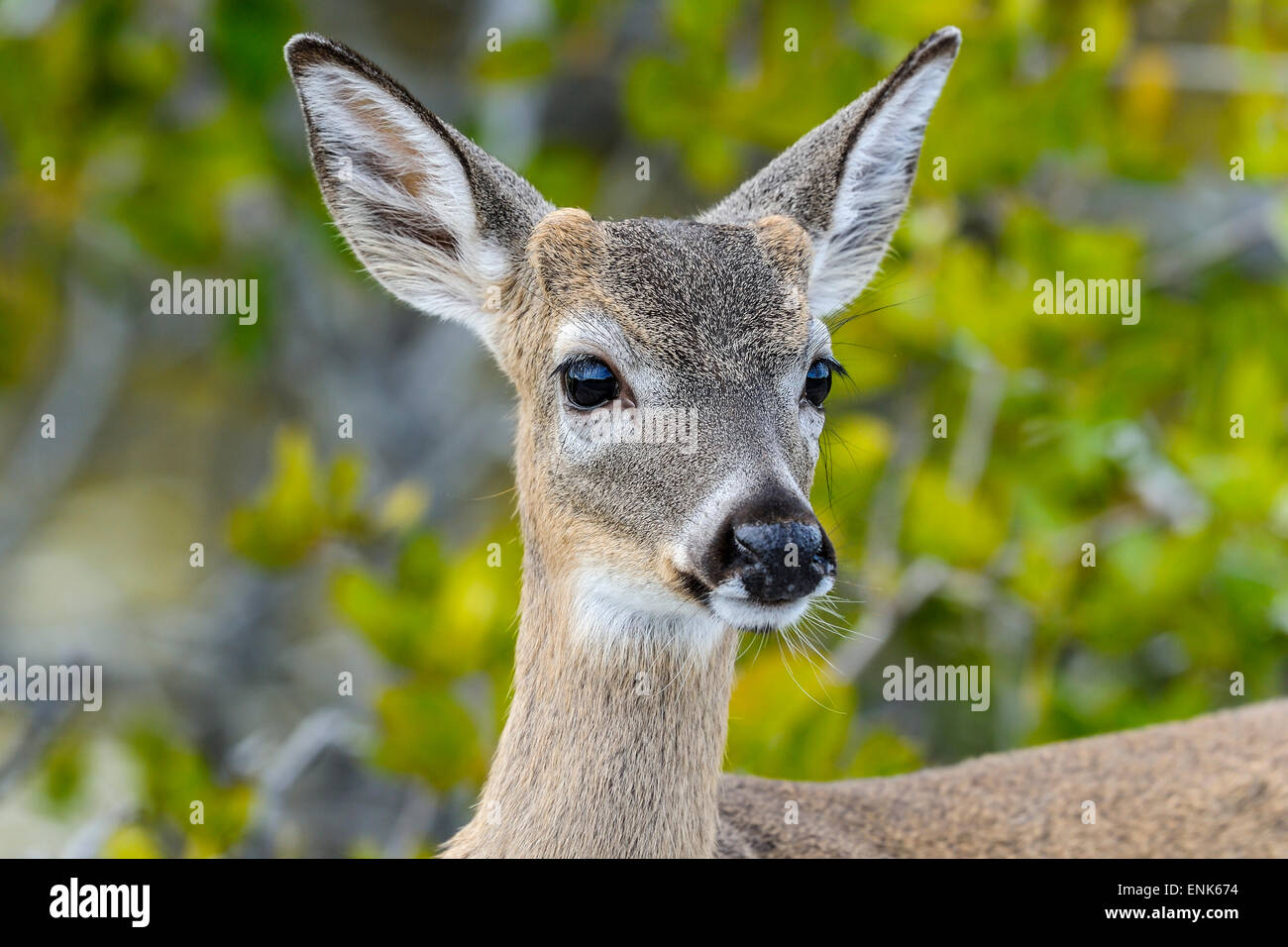 Odocoileus virginianus hi-res stock photography and images - Alamy