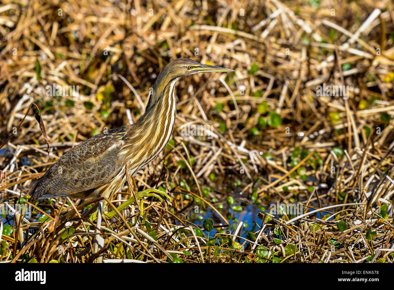 American bittern hi-res stock photography and images - Alamy