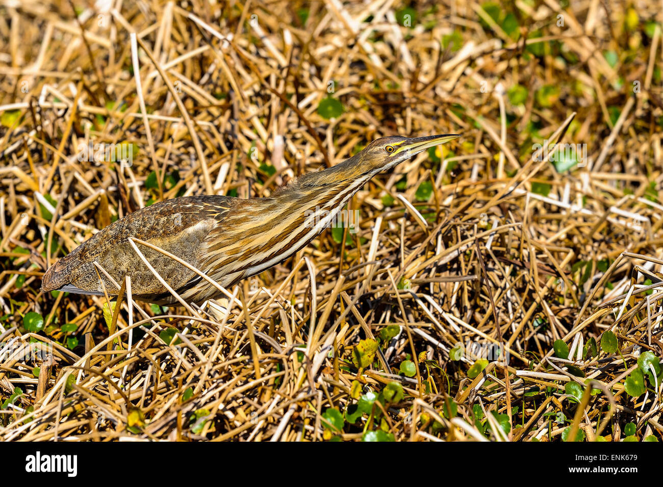 american bittern, botaurus lentiginosus Stock Photo - Alamy