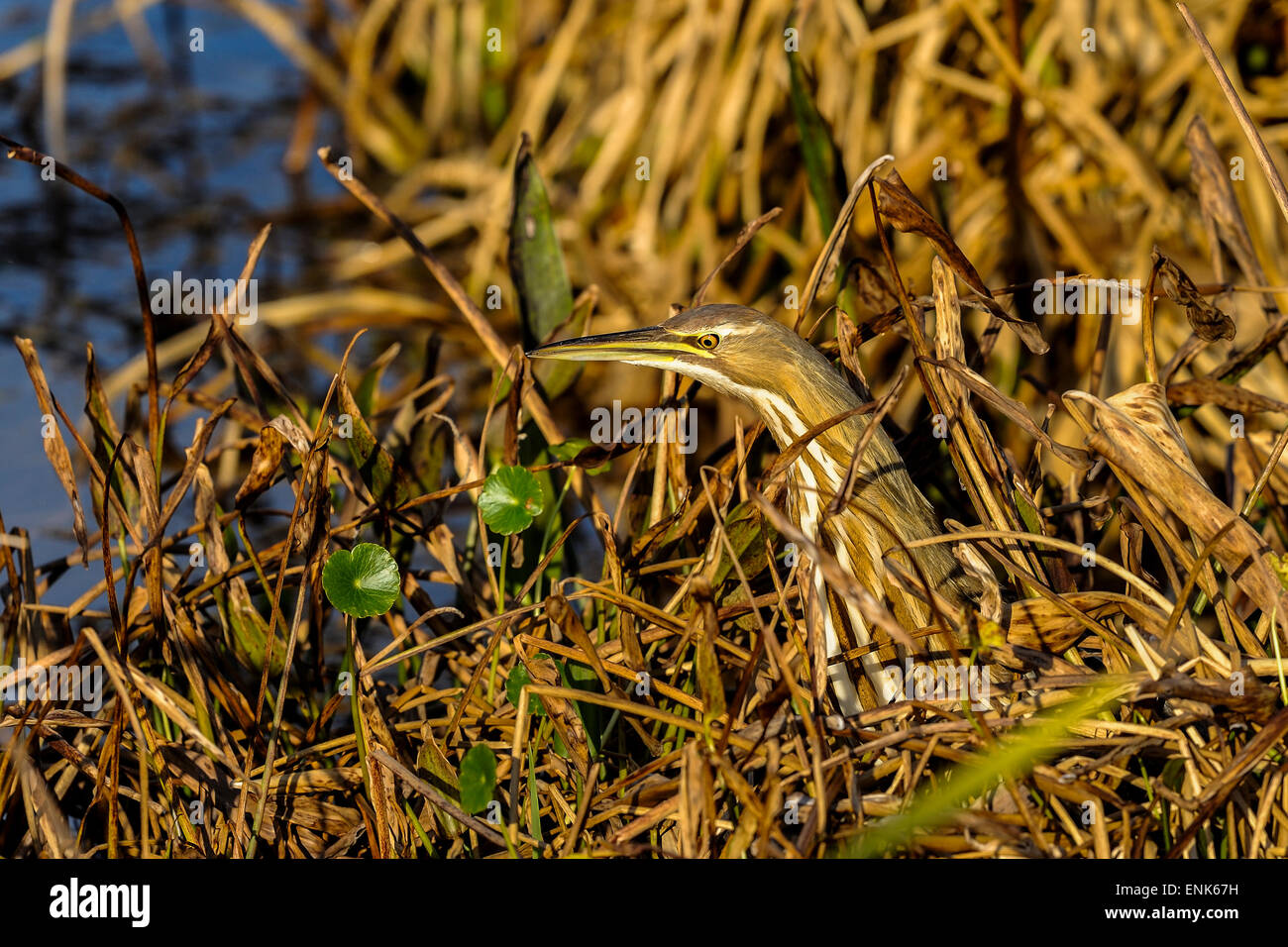 american bittern, botaurus lentiginosus Stock Photo - Alamy