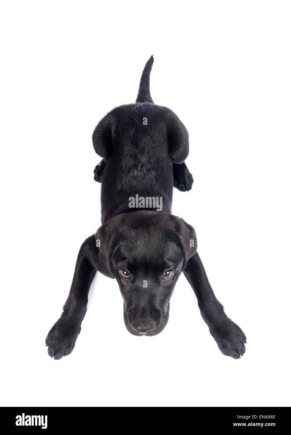 Cute black Labrador Retriever puppy cut out isolated on white ...