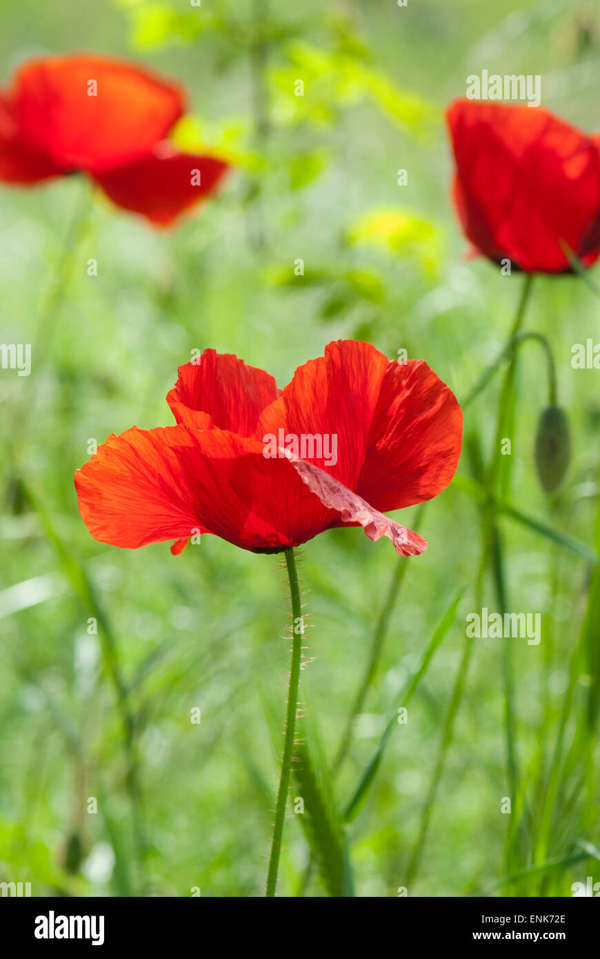 Wild poppy flower Stock Photo - Alamy