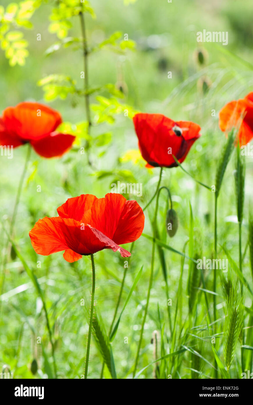 Wild poppy flower Stock Photo - Alamy