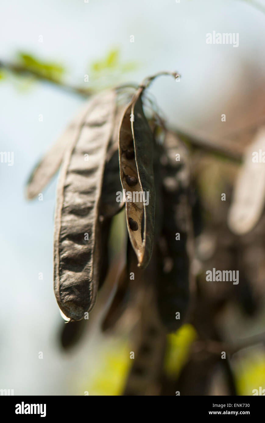 Acacia seed hi-res stock photography and images - Alamy