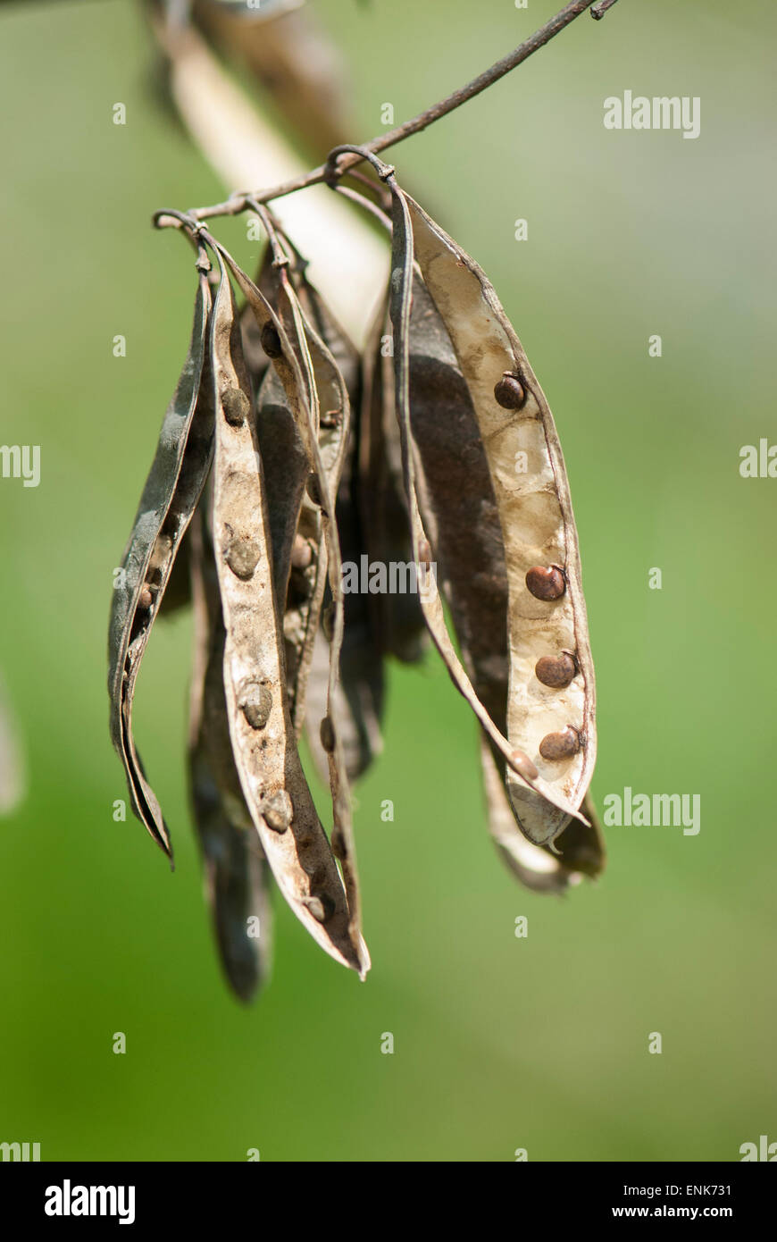 Closeup of acacia's seeds Stock Photo - Alamy