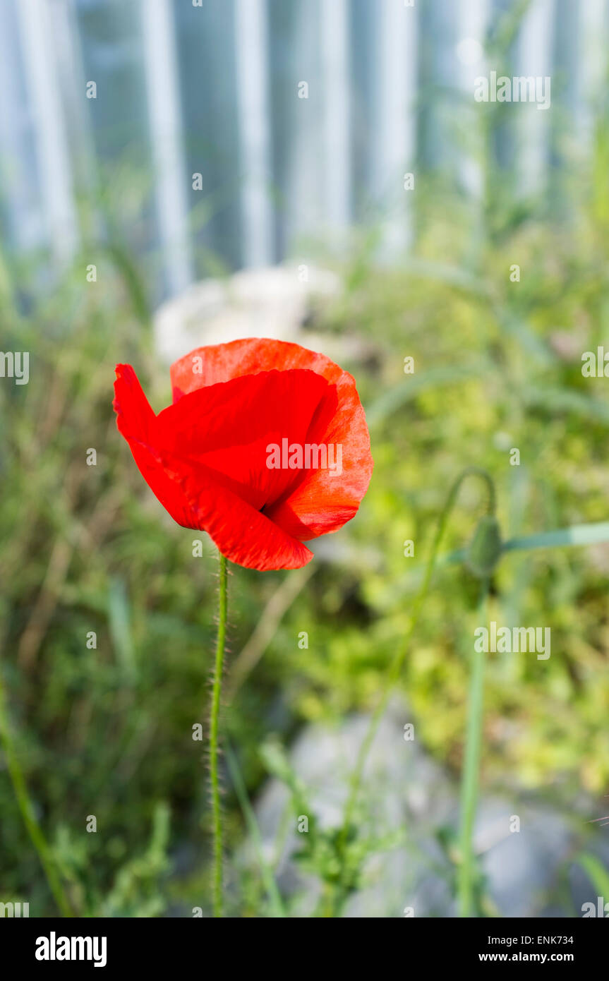 Wild poppy flower Stock Photo - Alamy