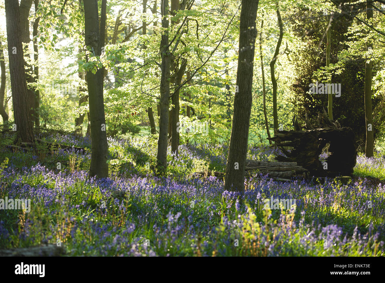 Bluebells in a woodland setting Stock Photo - Alamy