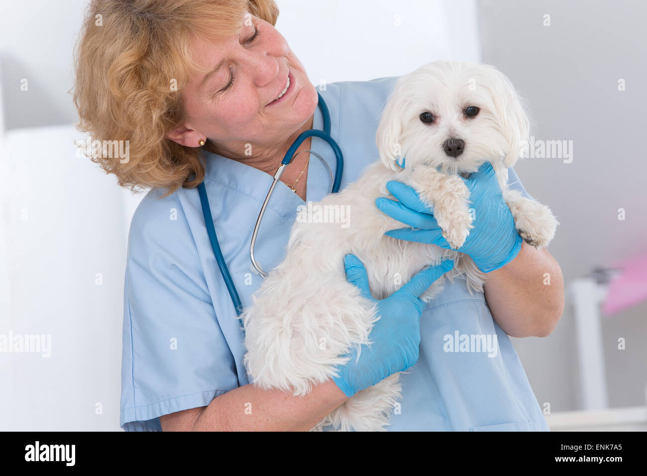 Veterinarian offices hi-res stock photography and images - Alamy