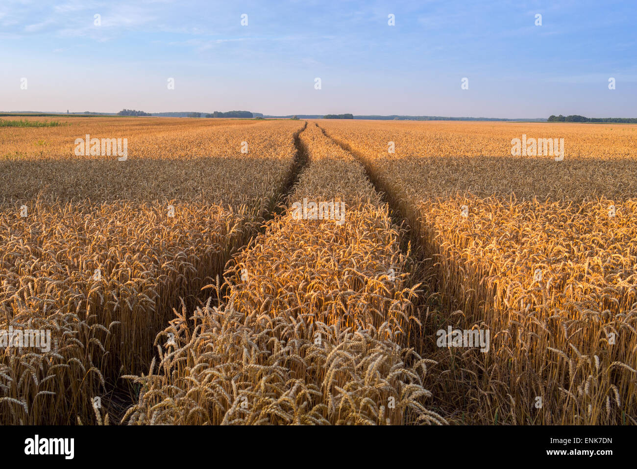 Wheat field ready for harvest growing in a farm field Stock Photo - Alamy