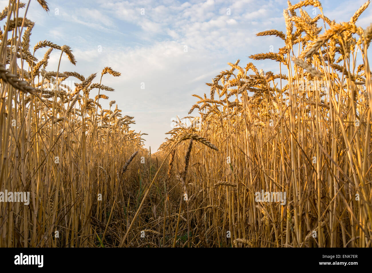 Wheat field ready for harvest growing in a farm field Stock Photo - Alamy