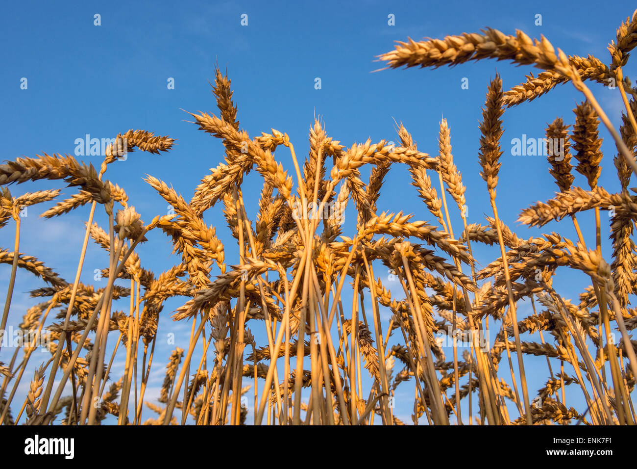 Wheat field ready for harvest growing in a farm field Stock Photo - Alamy