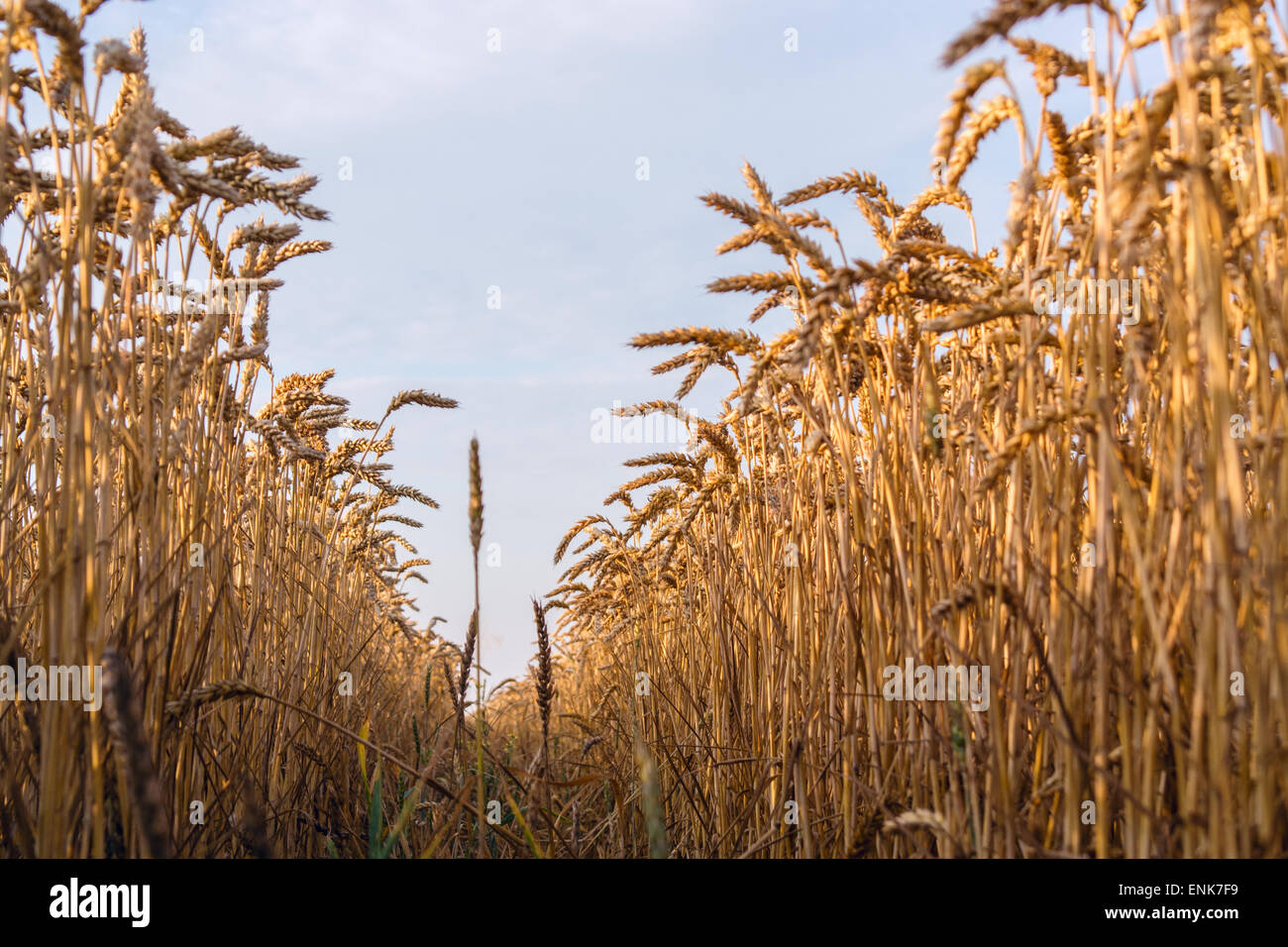 Wheat field ready for harvest growing in a farm field Stock Photo - Alamy