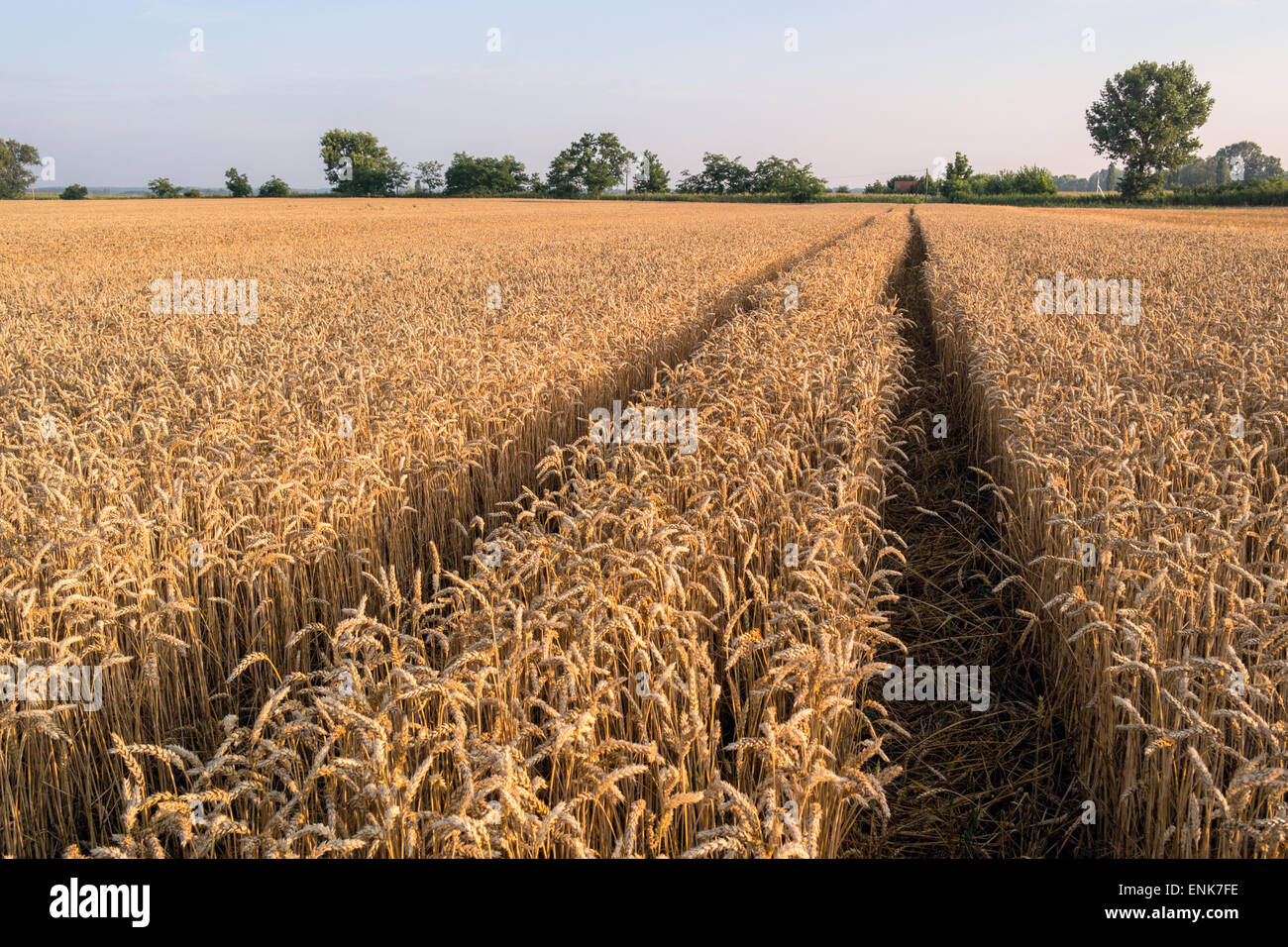 Wheat field ready for harvest growing in a farm field Stock Photo - Alamy