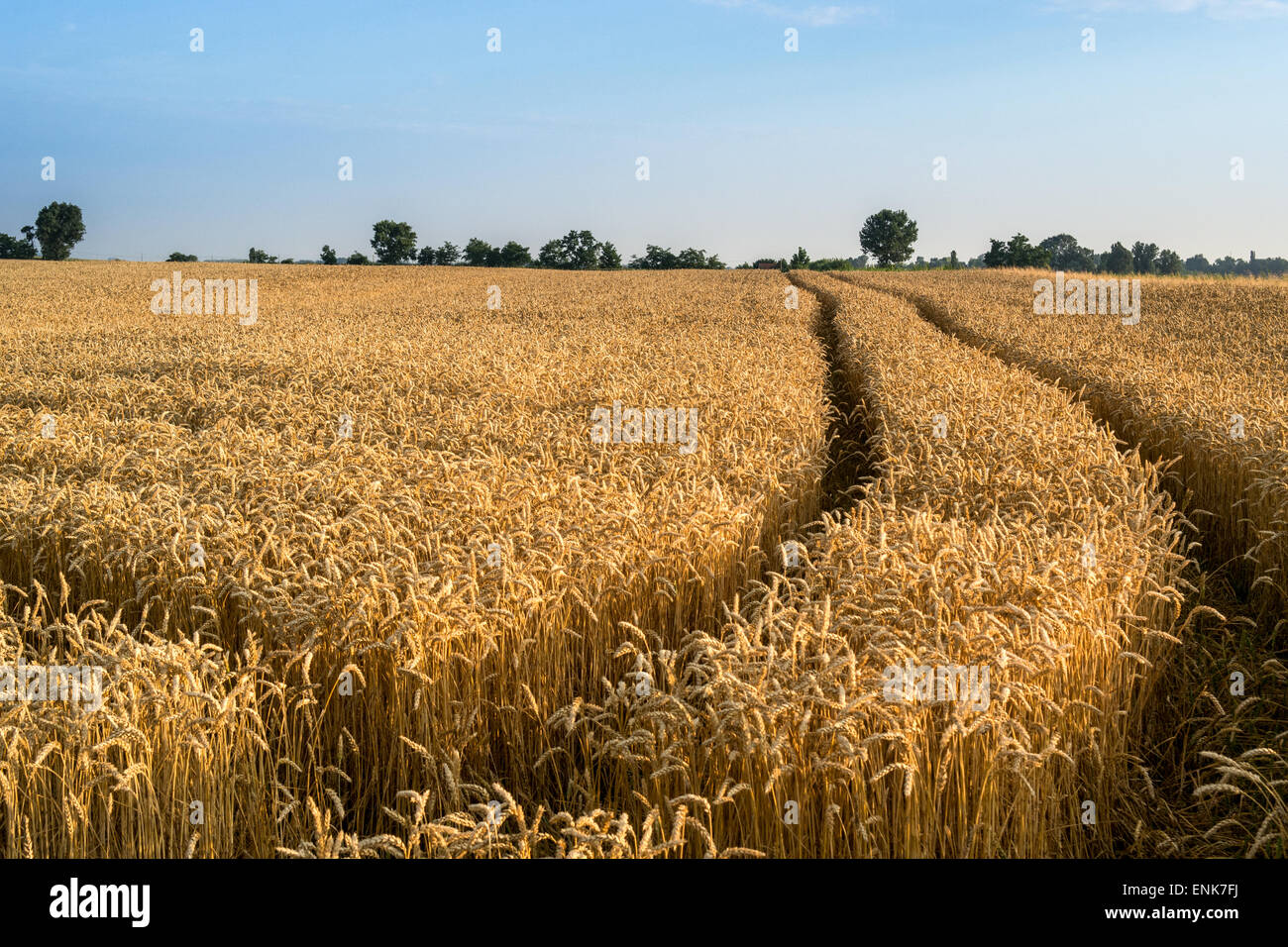 Wheat field ready for harvest growing in a farm field Stock Photo - Alamy