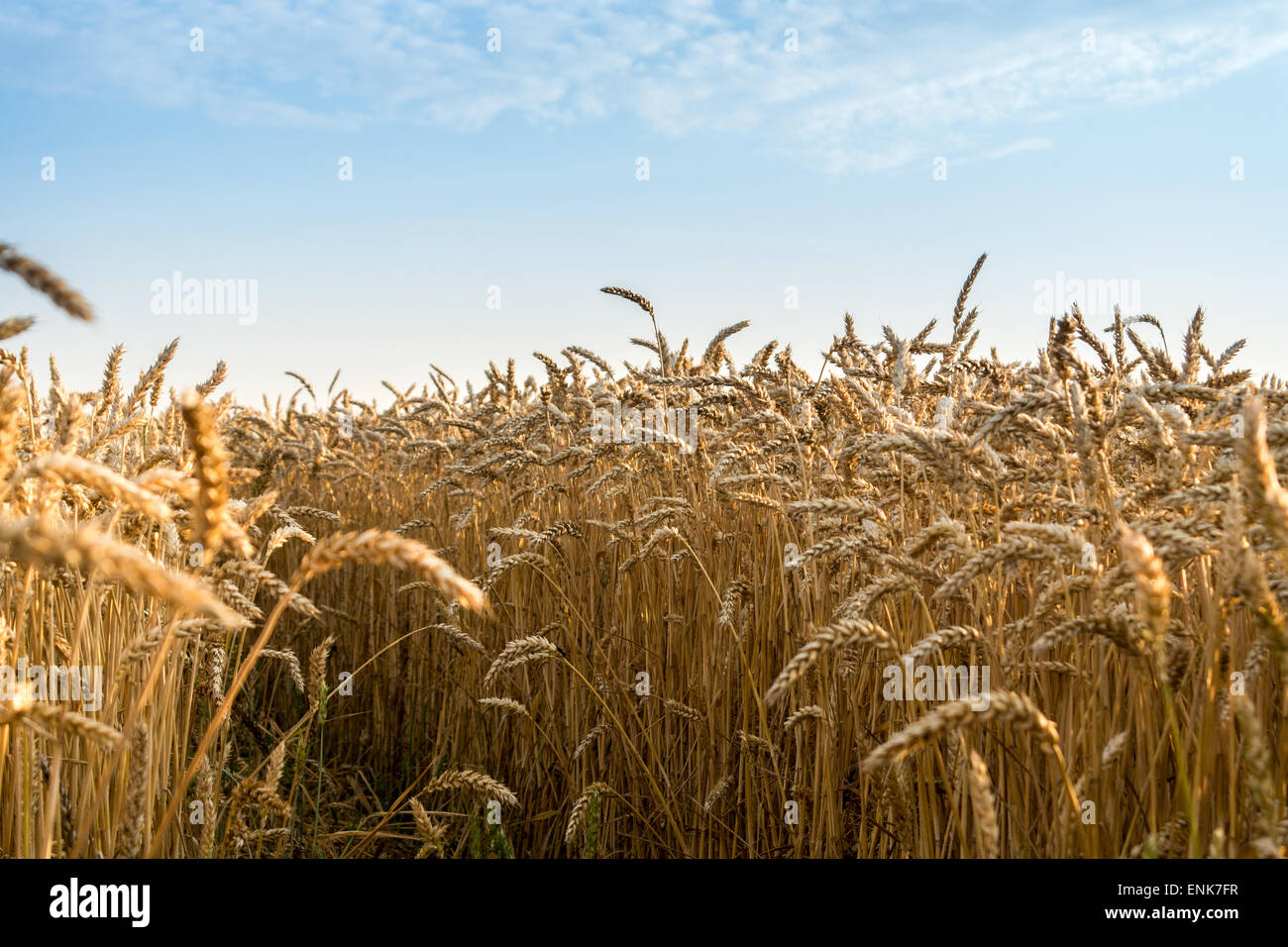 Wheat field ready for harvest growing in a farm field Stock Photo - Alamy