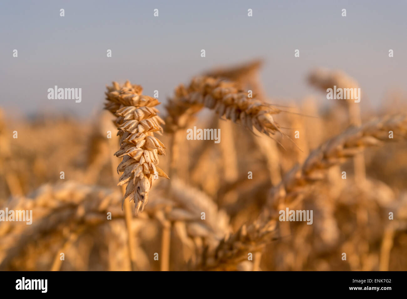 Wheat field ready for harvest growing in a farm field Stock Photo - Alamy