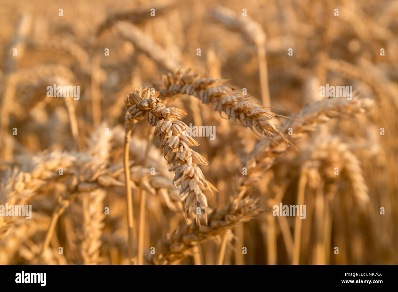 Wheat field ready for harvest growing in a farm field Stock Photo - Alamy
