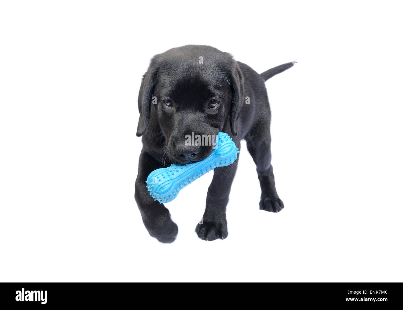 Cute Black Lab Puppies Playing