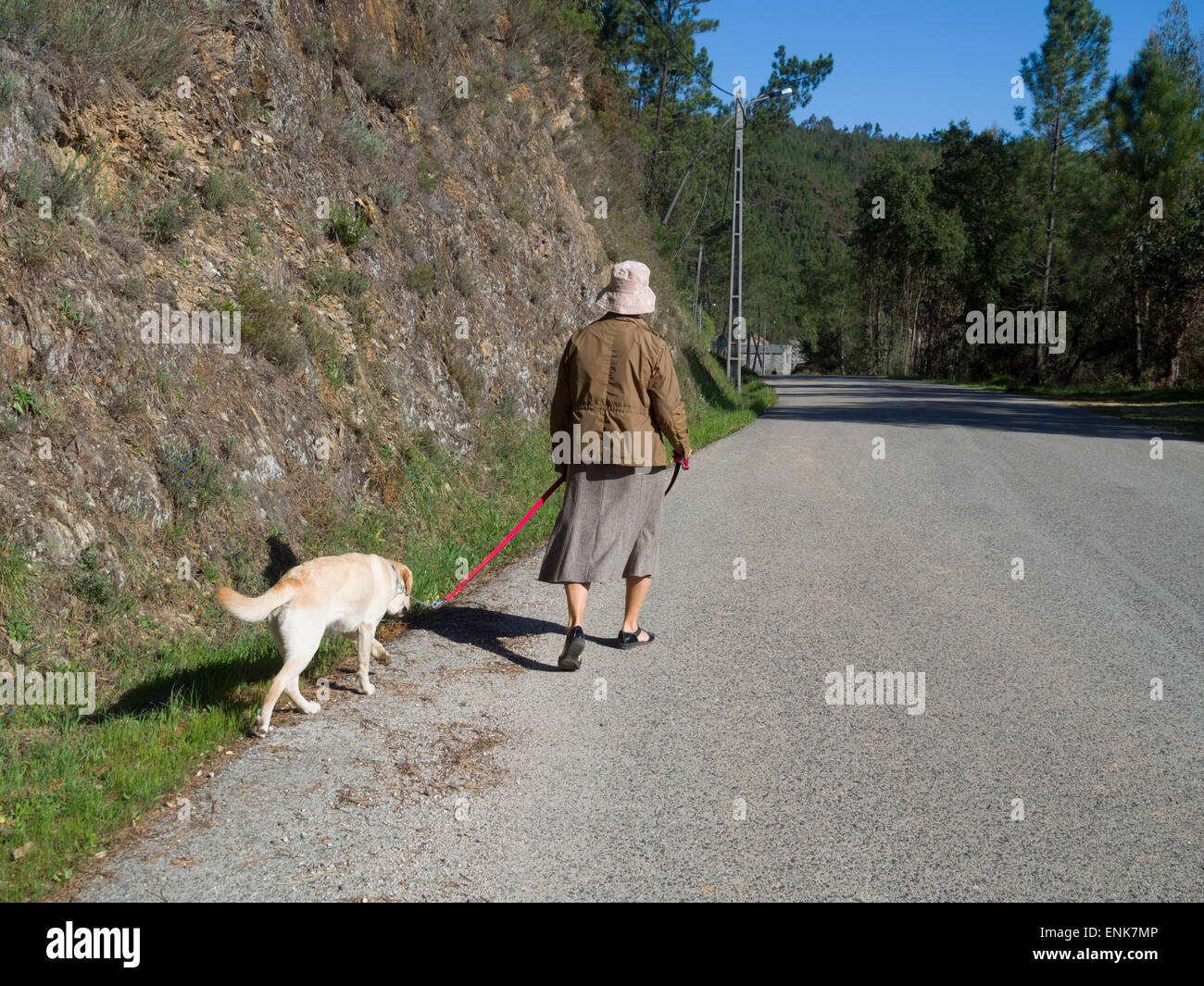 Rear view of older woman walking a yellow labrador retriever on a sunny ...