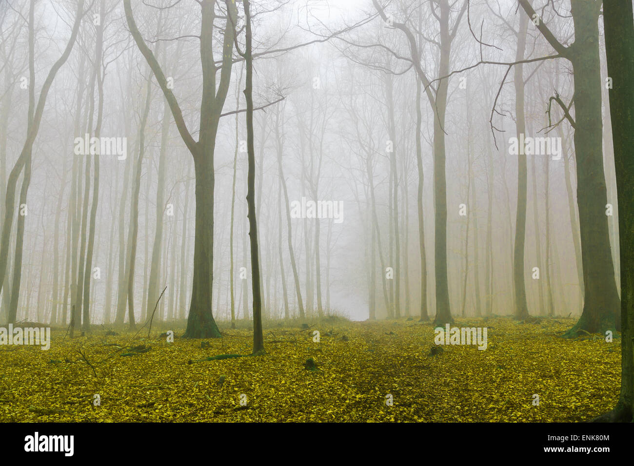 Fantasy forest with fog and yellow foliage Stock Photo - Alamy