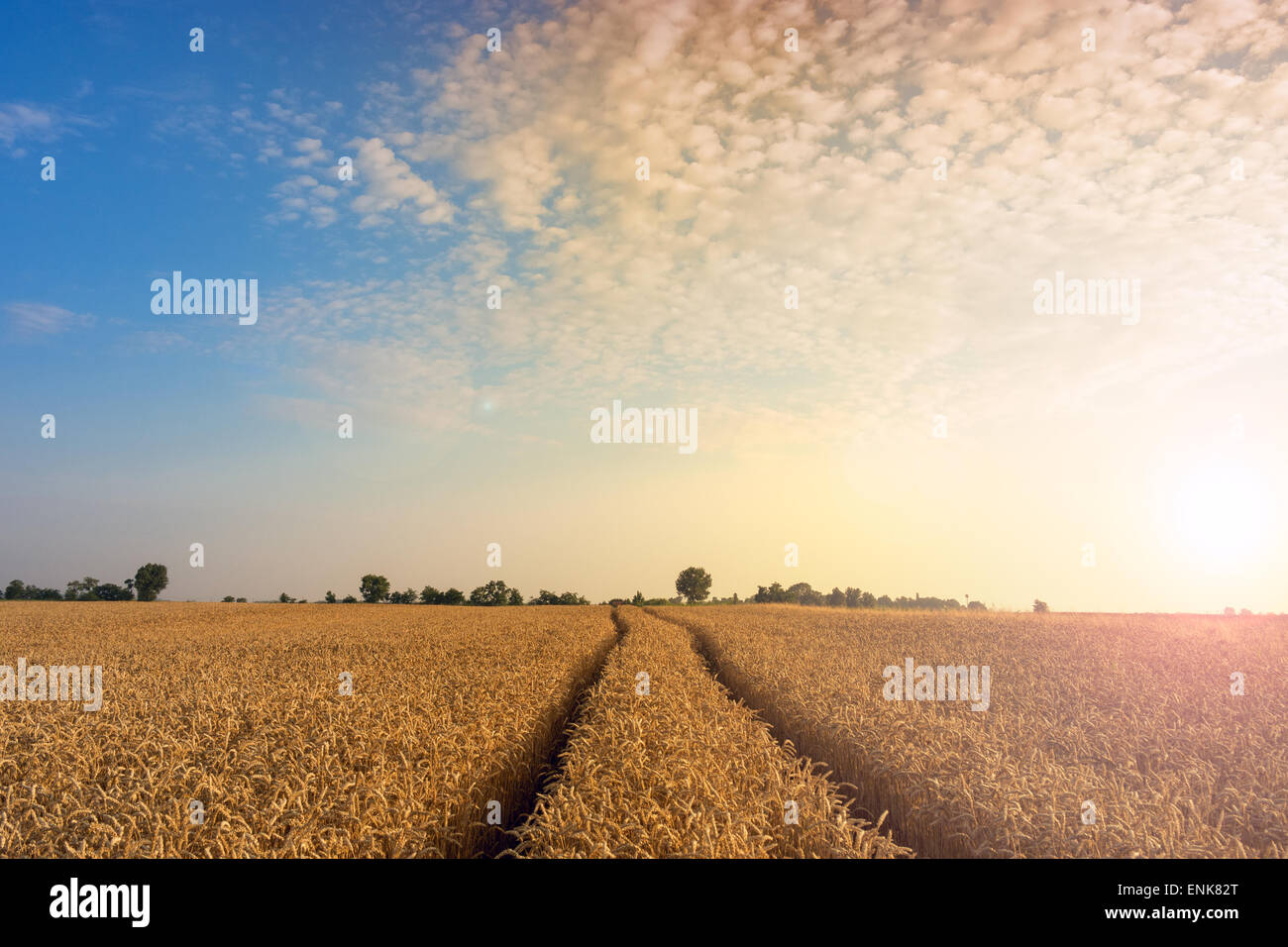 Wheat field ready for harvest growing in a farm field Stock Photo - Alamy
