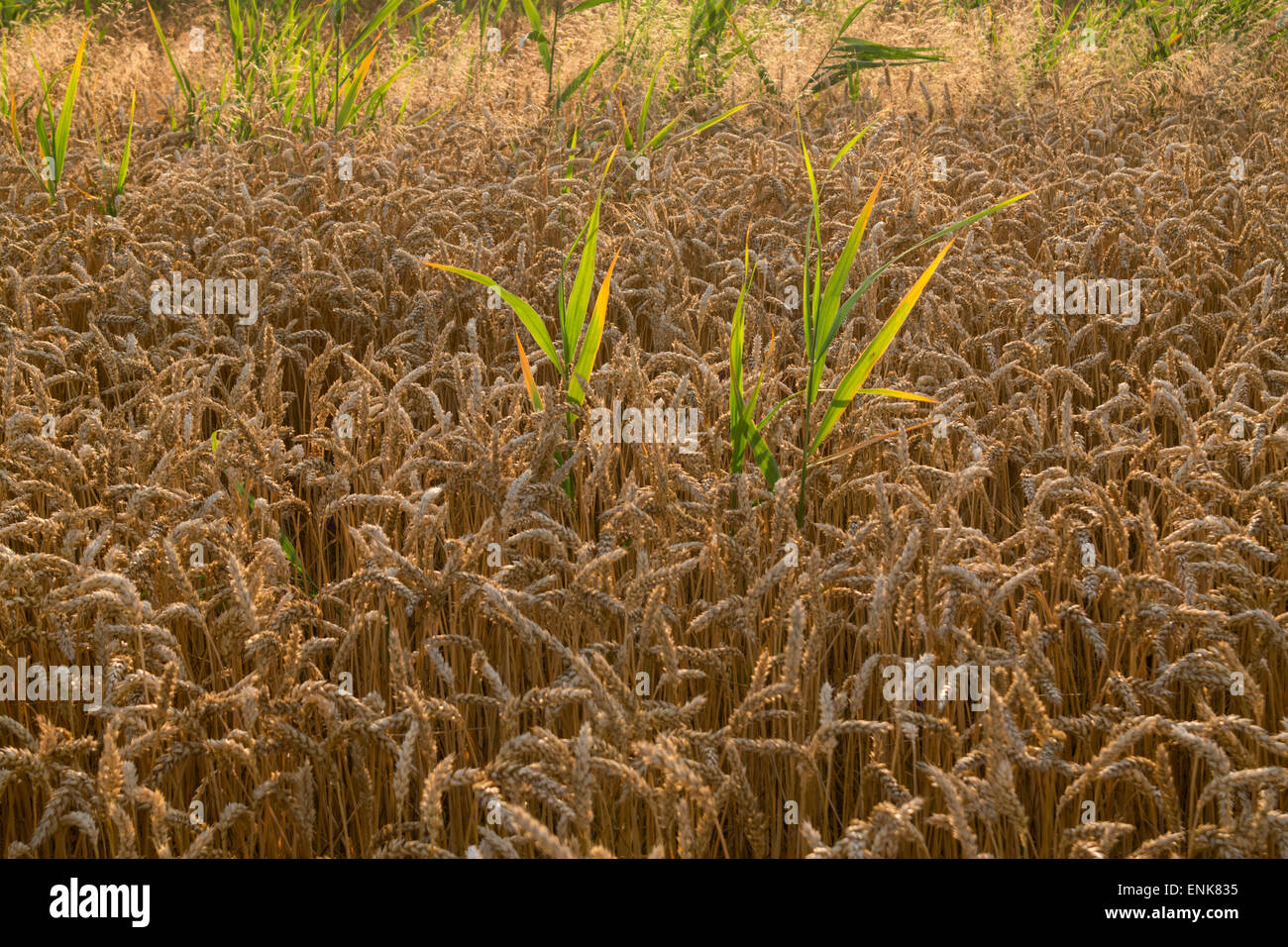 Wheat field ready for harvest growing in a farm field Stock Photo - Alamy