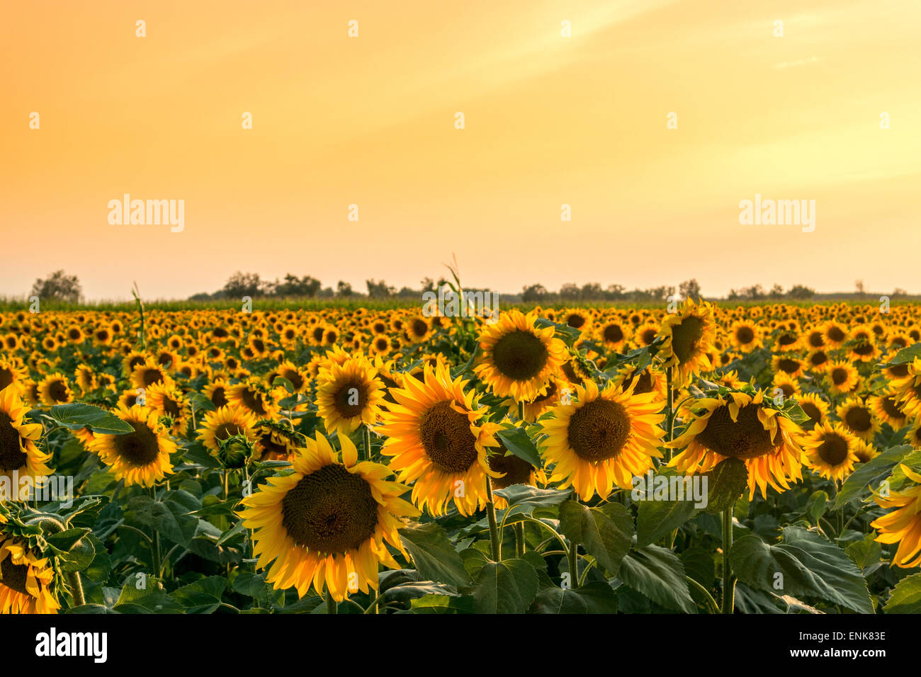 A beautiful sunflower field in summer in Hungary Stock Photo - Alamy