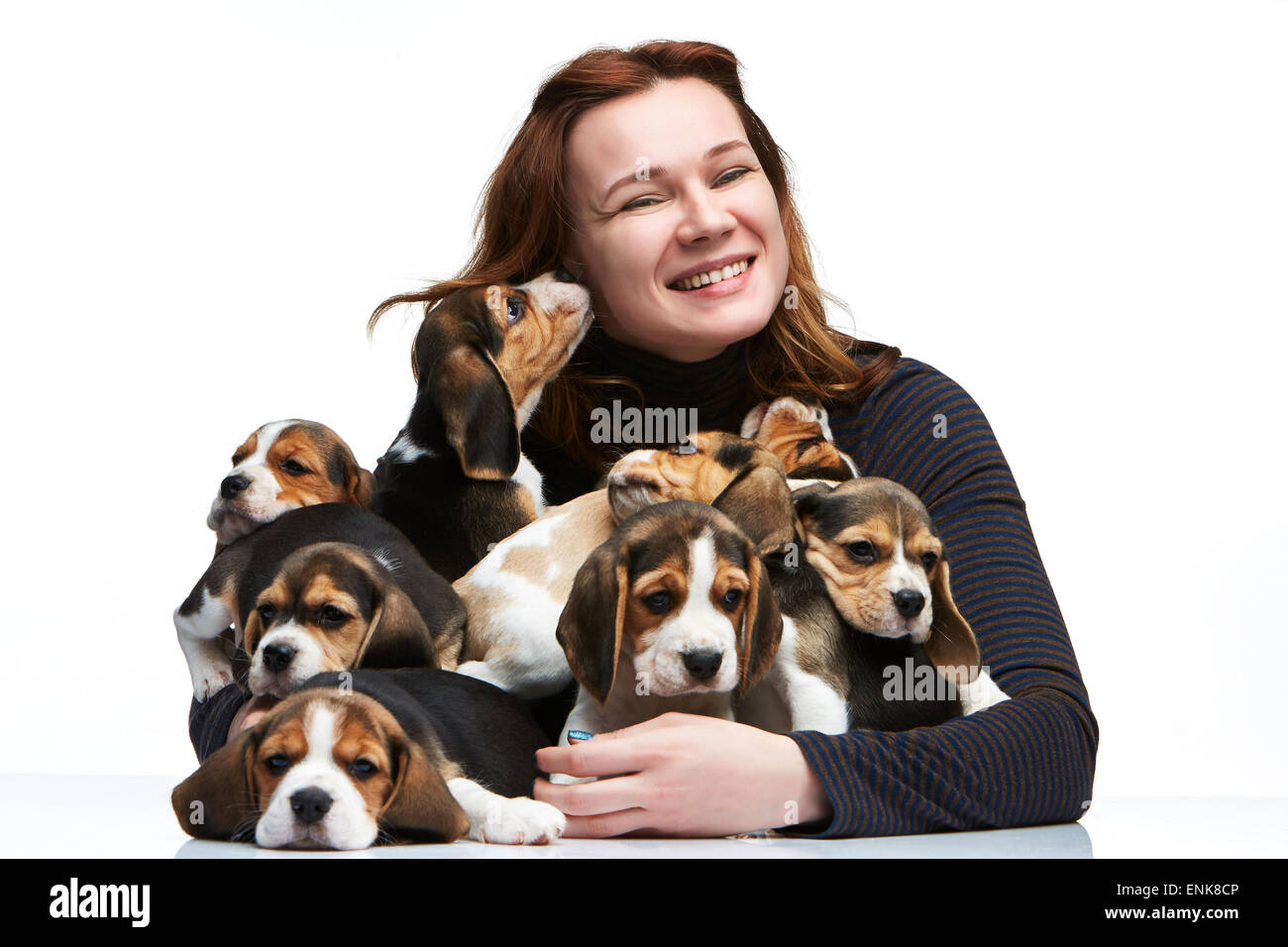 The happy woman and big group of a beagle puppies on white background ...