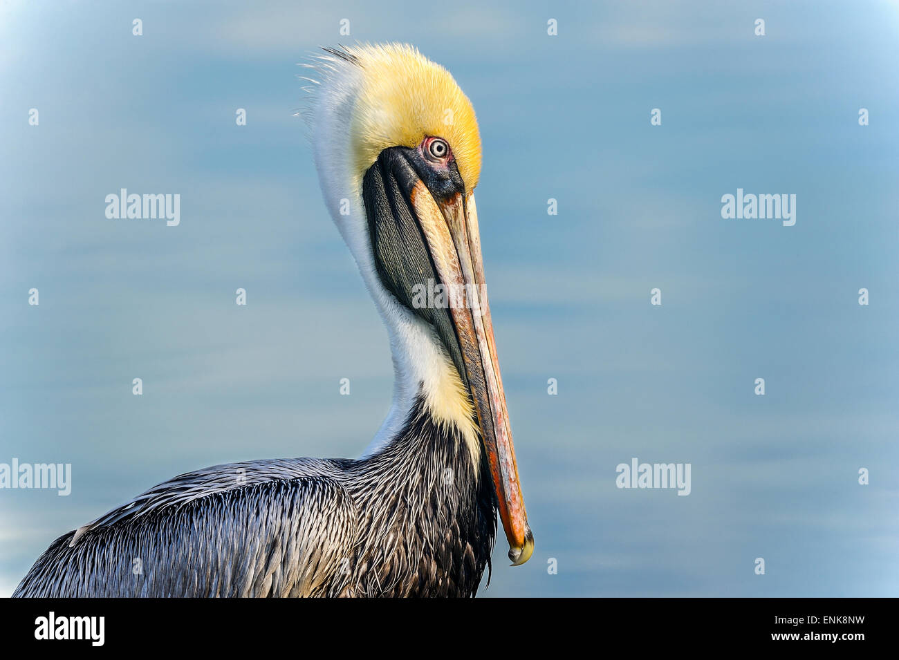 Big pine key hi-res stock photography and images - Alamy