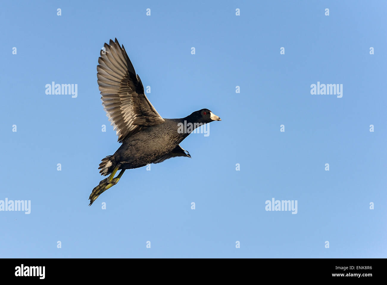 American coot hi-res stock photography and images - Alamy