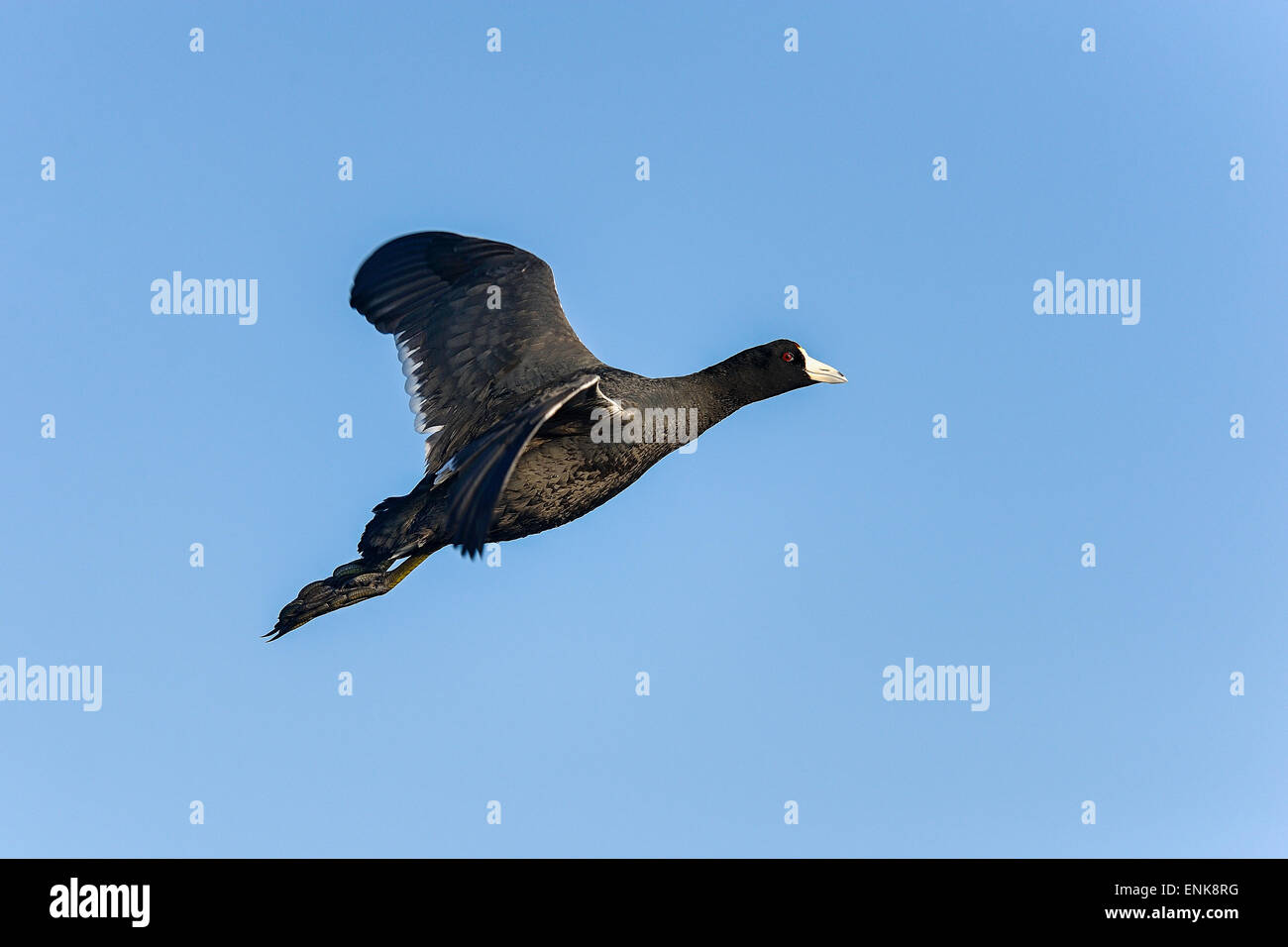 American coot hi-res stock photography and images - Alamy